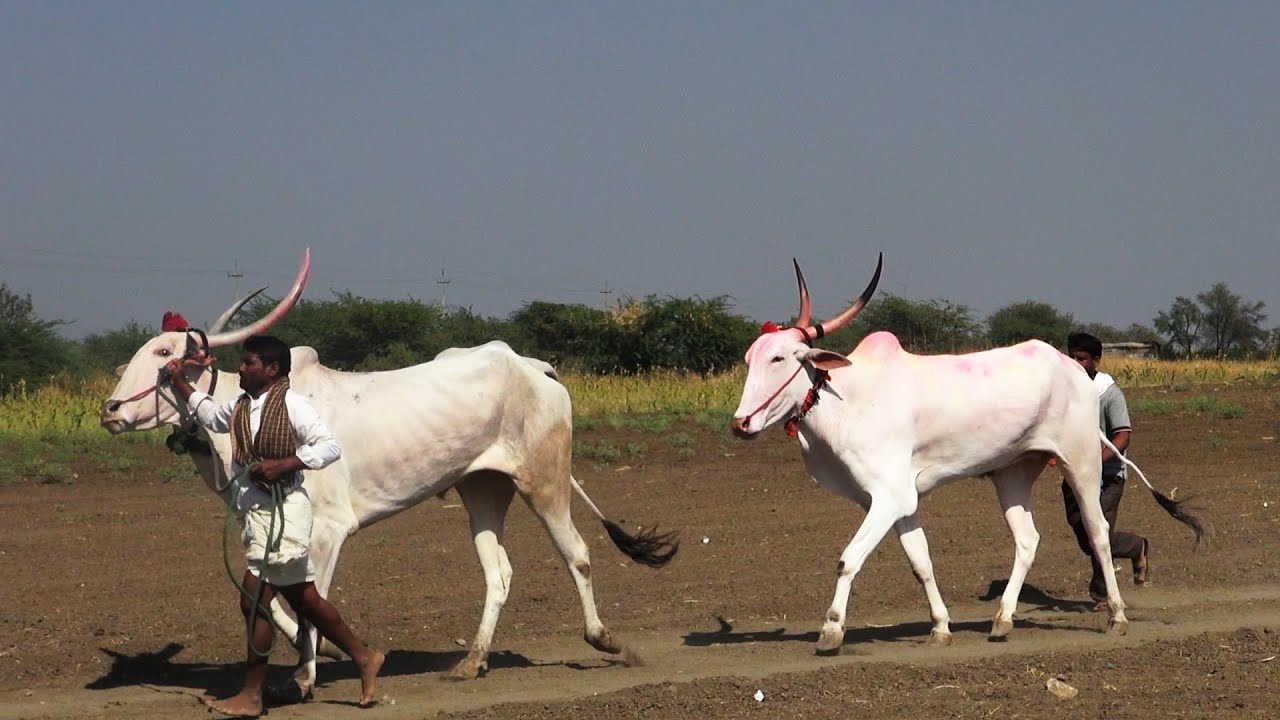 Bulls of Masule running for Suthubandi - YouTube