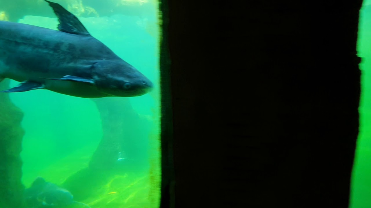 Ikan hiu kecil #jatim park 2 - YouTube