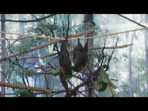 Zoo Day | Inside the Bat house at San Diego Zoo Safari Park - YouTube