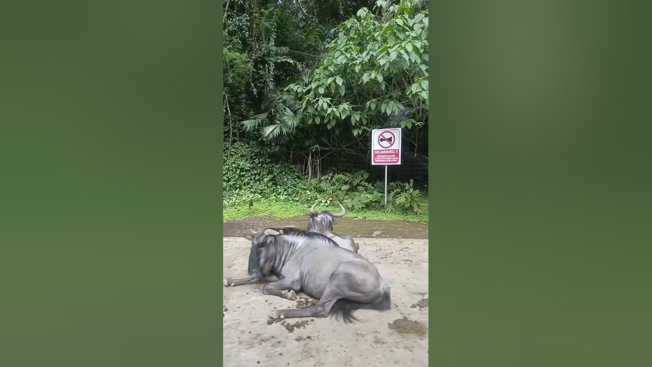Keseruan Liburan di Taman Safari Indonesia Cisarua Bogor - YouTube