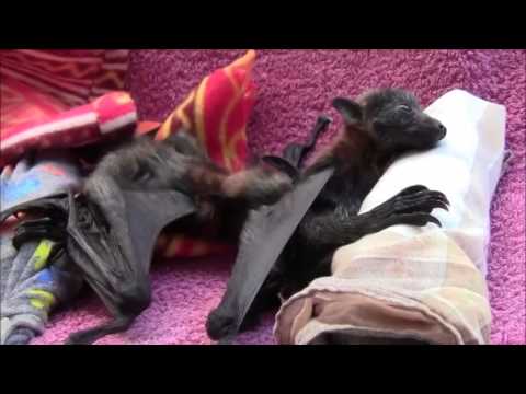 Bats Cuddle - YouTube