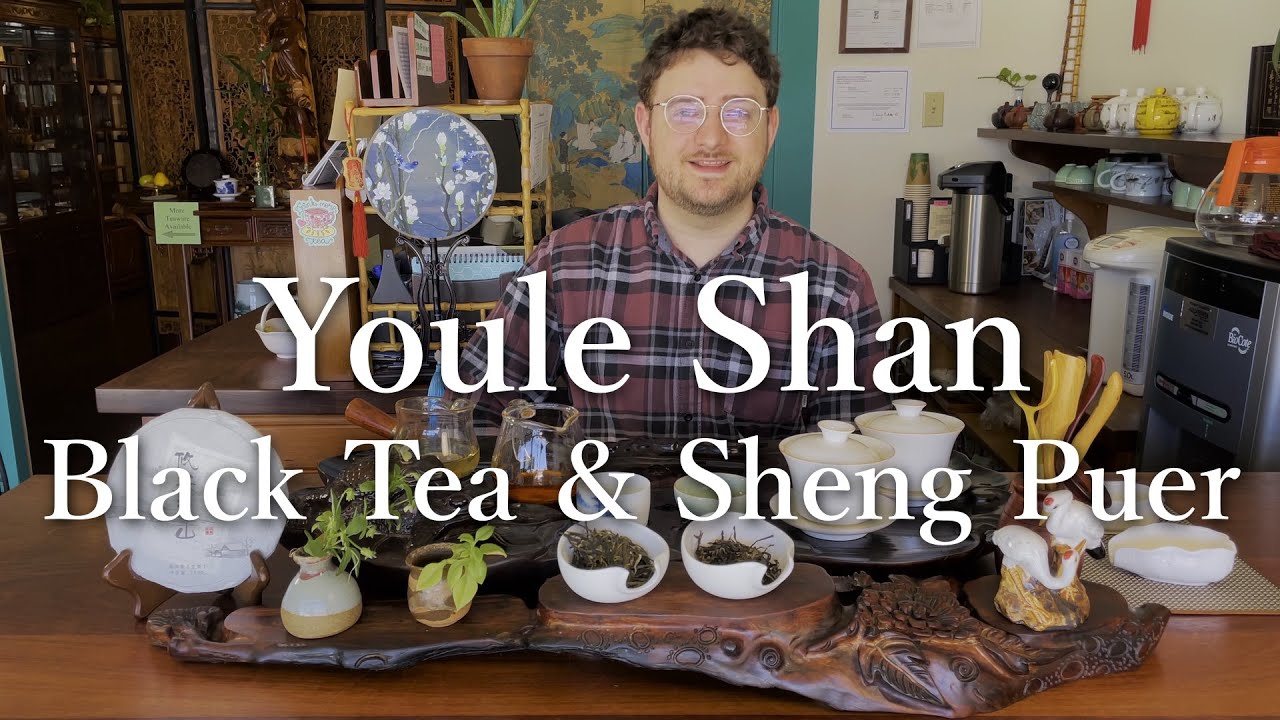 What's Brewin'?: A Youle Black Tea and a Youle Sheng Puer - YouTube