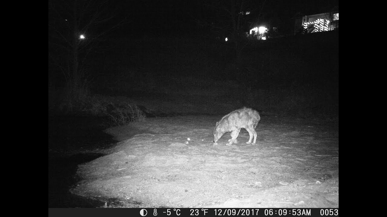Huge Coyote with Rabies on Trail Camera! - YouTube