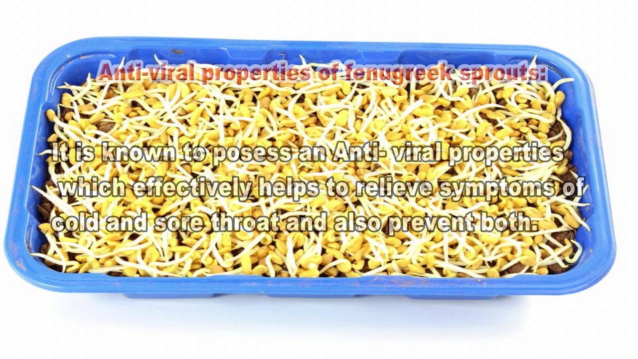 Amazing benefits of Fenugreek sprouts for skin hair and health. - YouTube