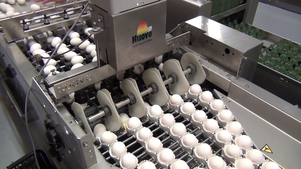 Nuovo Egg Stamper - Easy Stamp SOR5 on Prinzen PSPC30 - YouTube