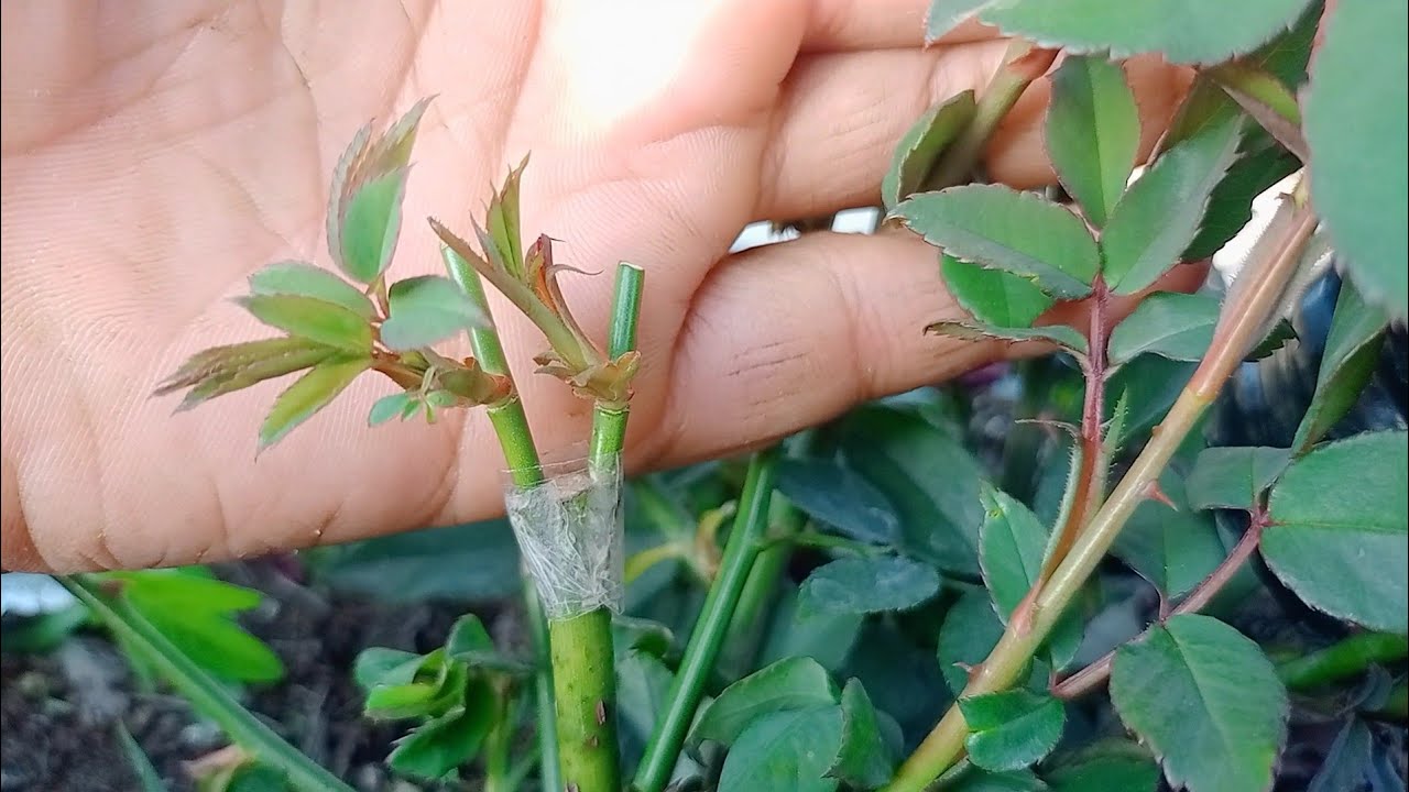 Grafting plants। Rose grafting - How to graft the rose on a tree। how ...