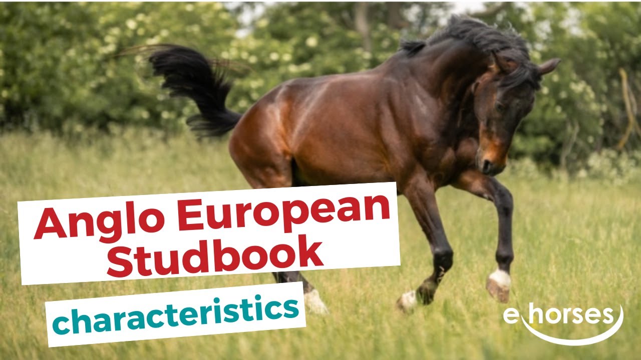 Anglo European Studbook horse | characteristics, origin & disciplines ...