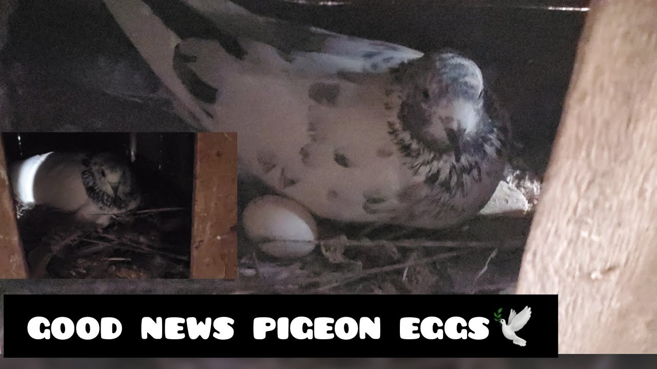 how many days pigeon eggs hatch| pigeon egg hatching time | azipigeon ...