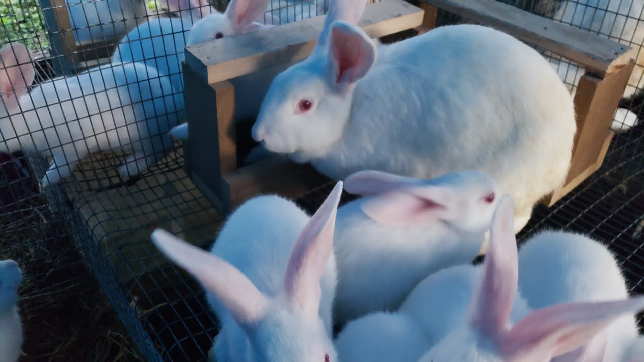 Roll Call, All My Adult Rabbits - YouTube