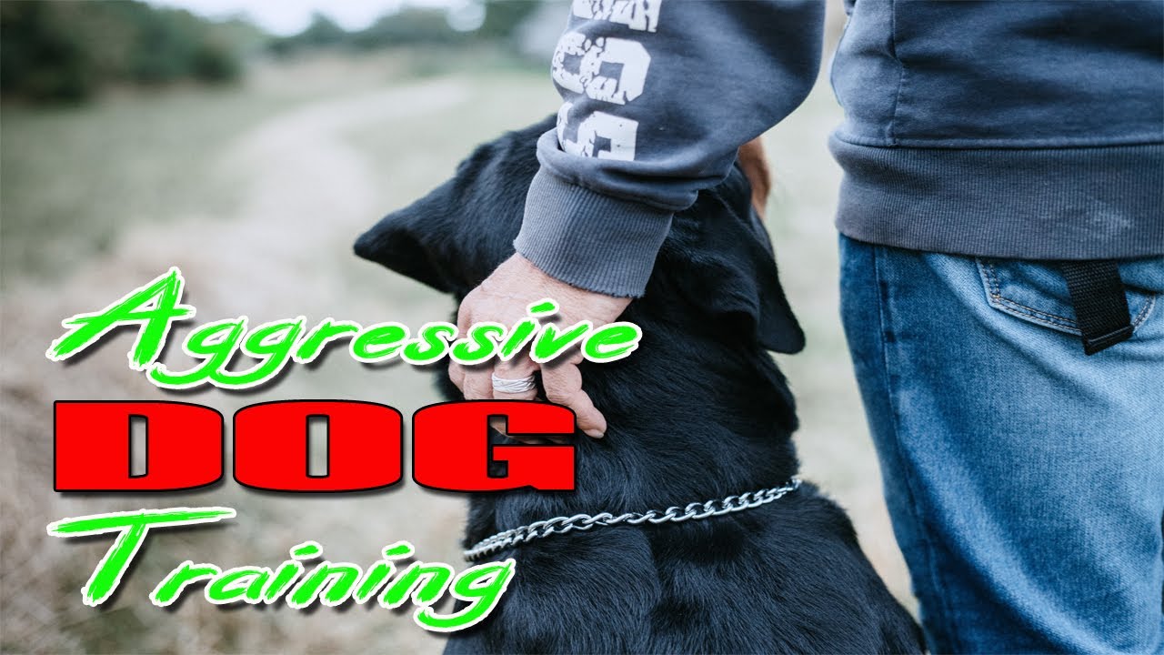 Fearful Dog Aggression Training and Rehabilitation Behavior Training ...