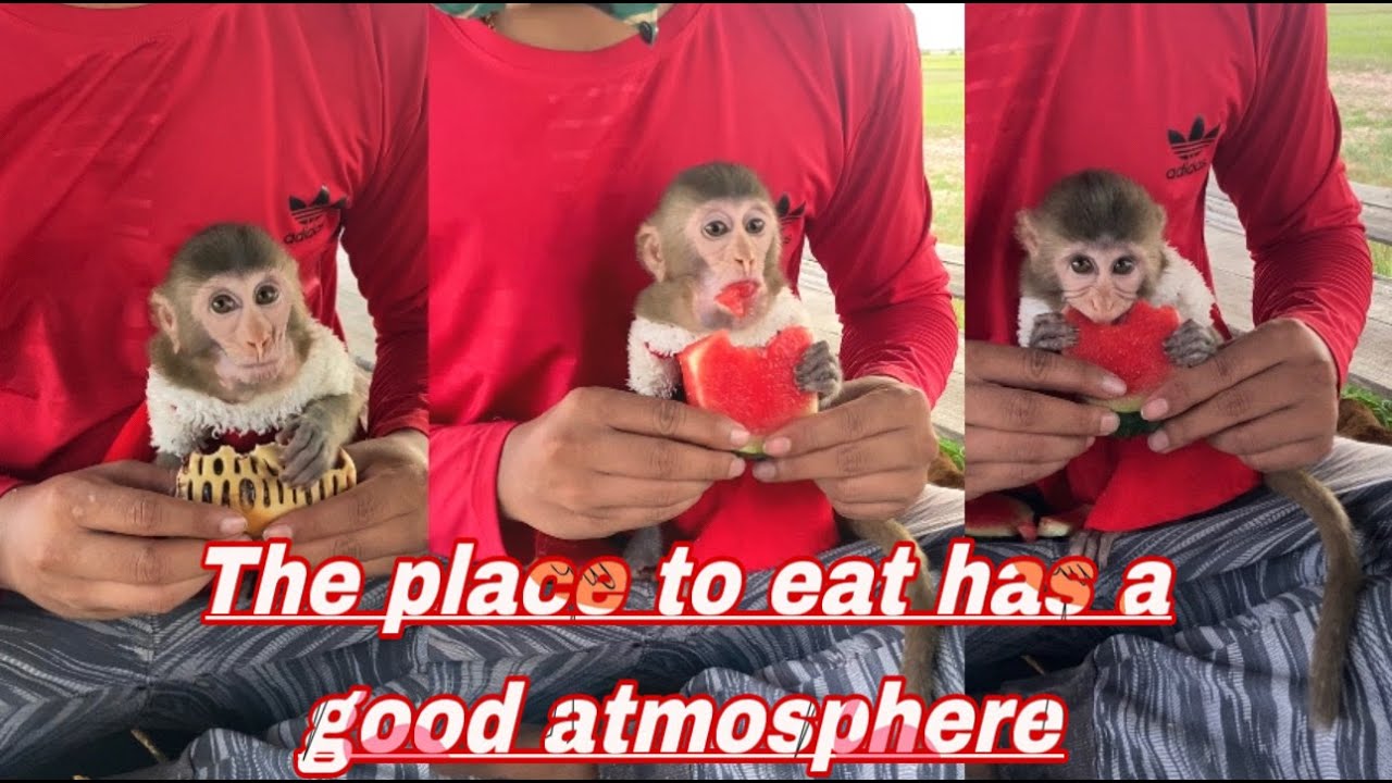 Monkeys eat cakes and fruits at the hut - YouTube