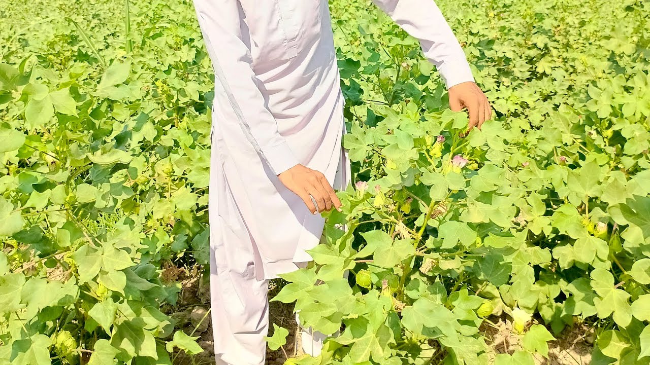 FH 333 cotton variety | Triple gene variety | glysophate spry free ...