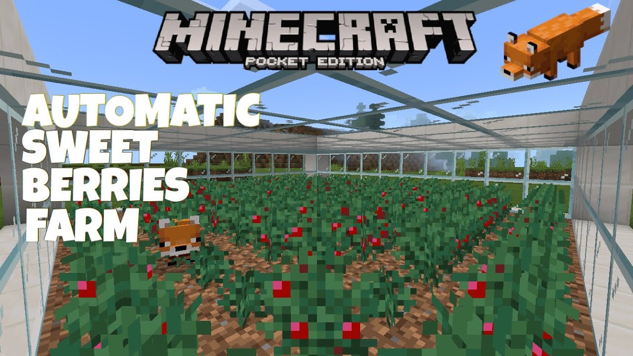 Automatic Sweet Berries Farm in MCPE/Tutorial - YouTube