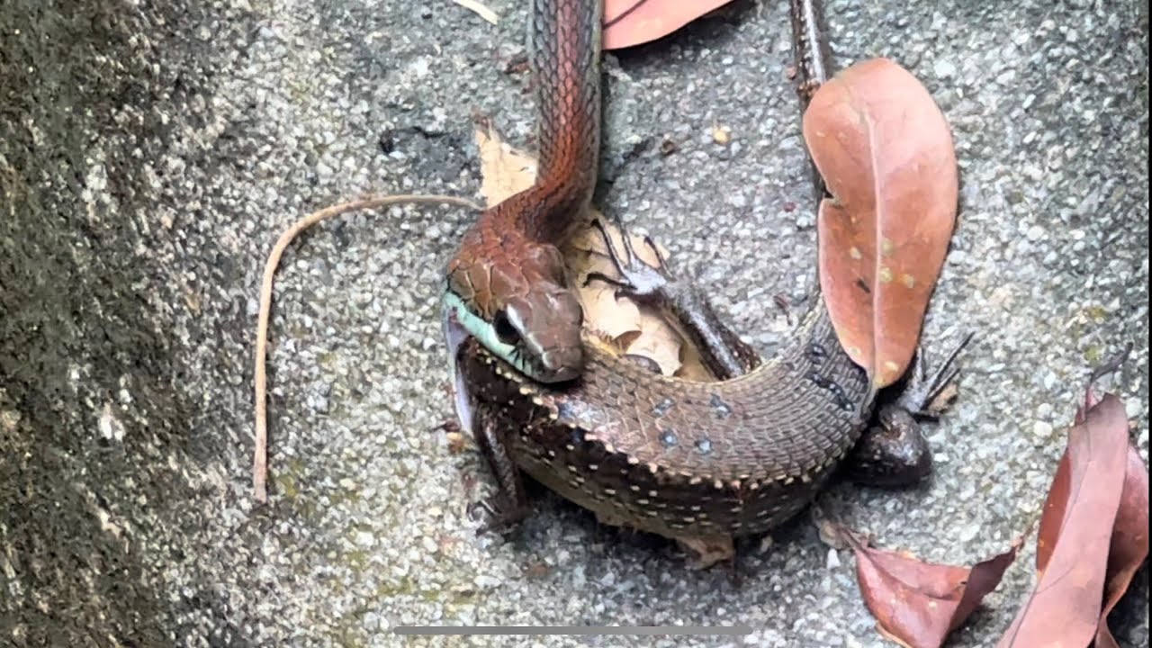 LARGE Bronzeback Snake EATS Lizard | Kuala Lumpur Malaysia - YouTube