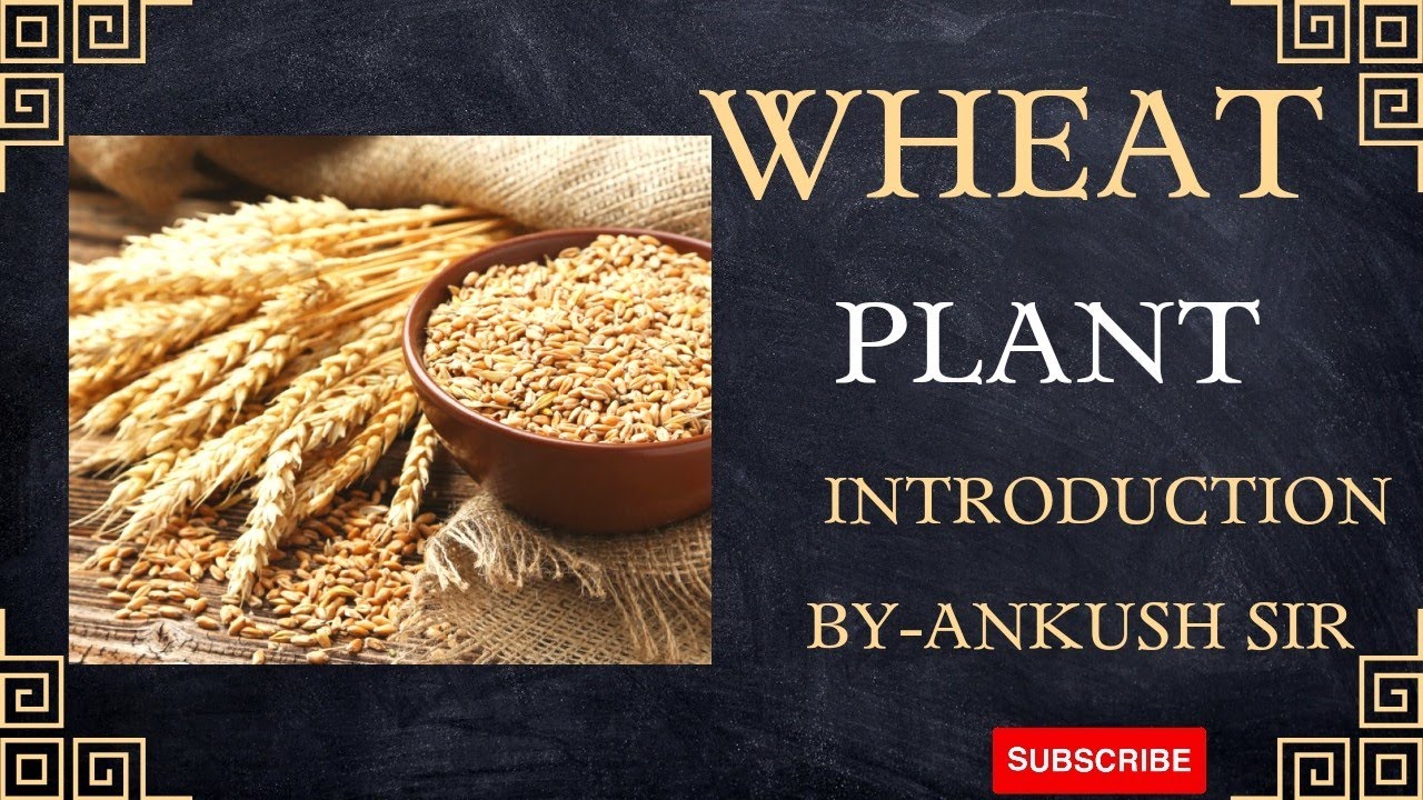 WHEAT PLANT INTRODUCTION - YouTube