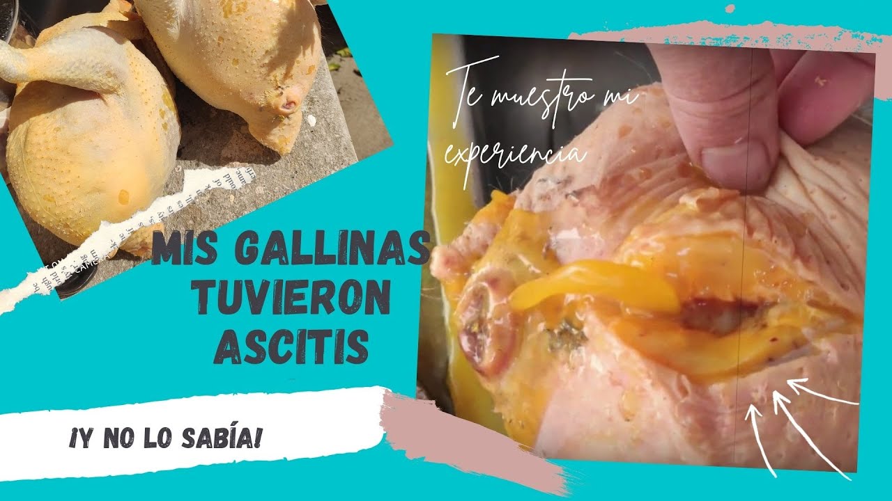 Mis gallinas con ascitis - YouTube
