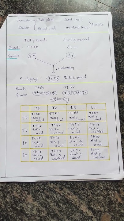 Another example for dihybrid cross - YouTube