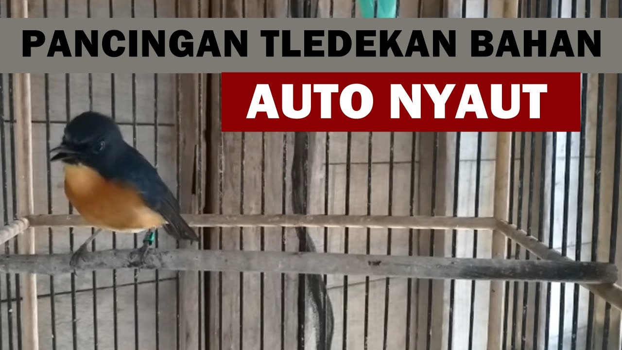 Suara Asli Tledekan Bakau Nyiul | Pancingan burung sulingan bahan agar ...