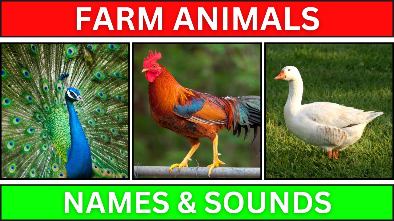 Farm Animals Names and Sounds for Kids to Learn | Learning Farm Animal ...
