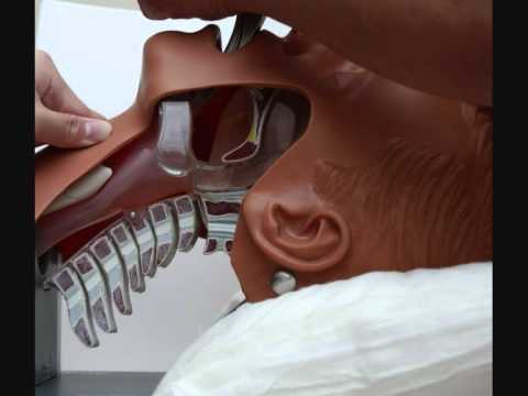 Intubation video of Ambu Intubation Trainer.wmv - YouTube