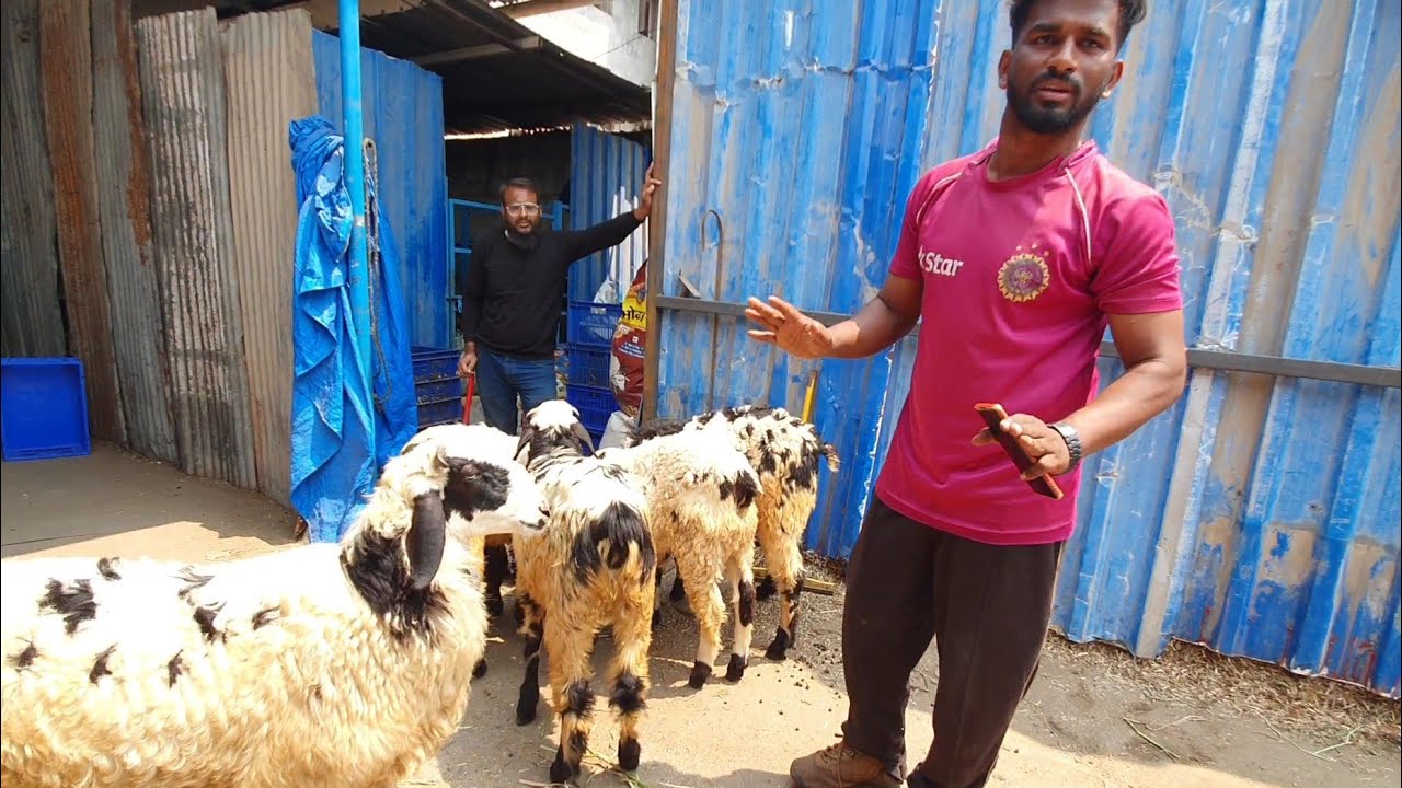 Azam Feeds And Farms Hyderabad | Marchela Sheeps. - YouTube