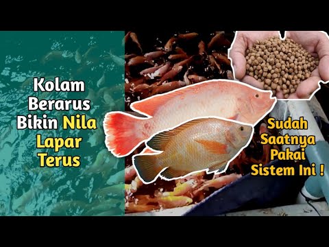 Waktu Terbaik Pemberian Pakan Ikan Nila Sistem RAS | Tips Percepat ...