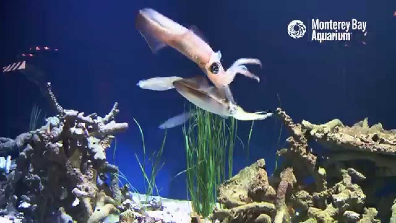 Bigfin Reef Squid Dazzle to Attract Mates - YouTube