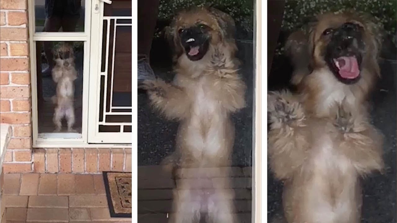 Dog Makes Hilarious Faces At Window To Dog Sitter - YouTube