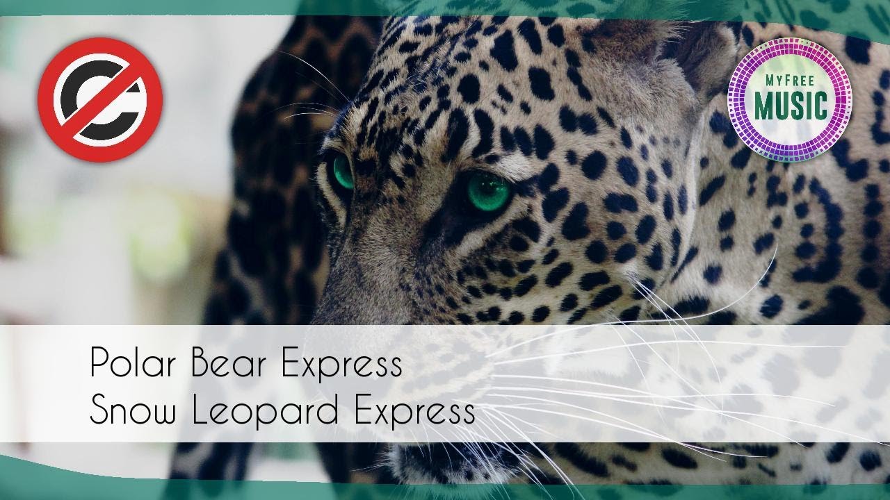 Polar Bear Express - Snow Leopard Express - YouTube