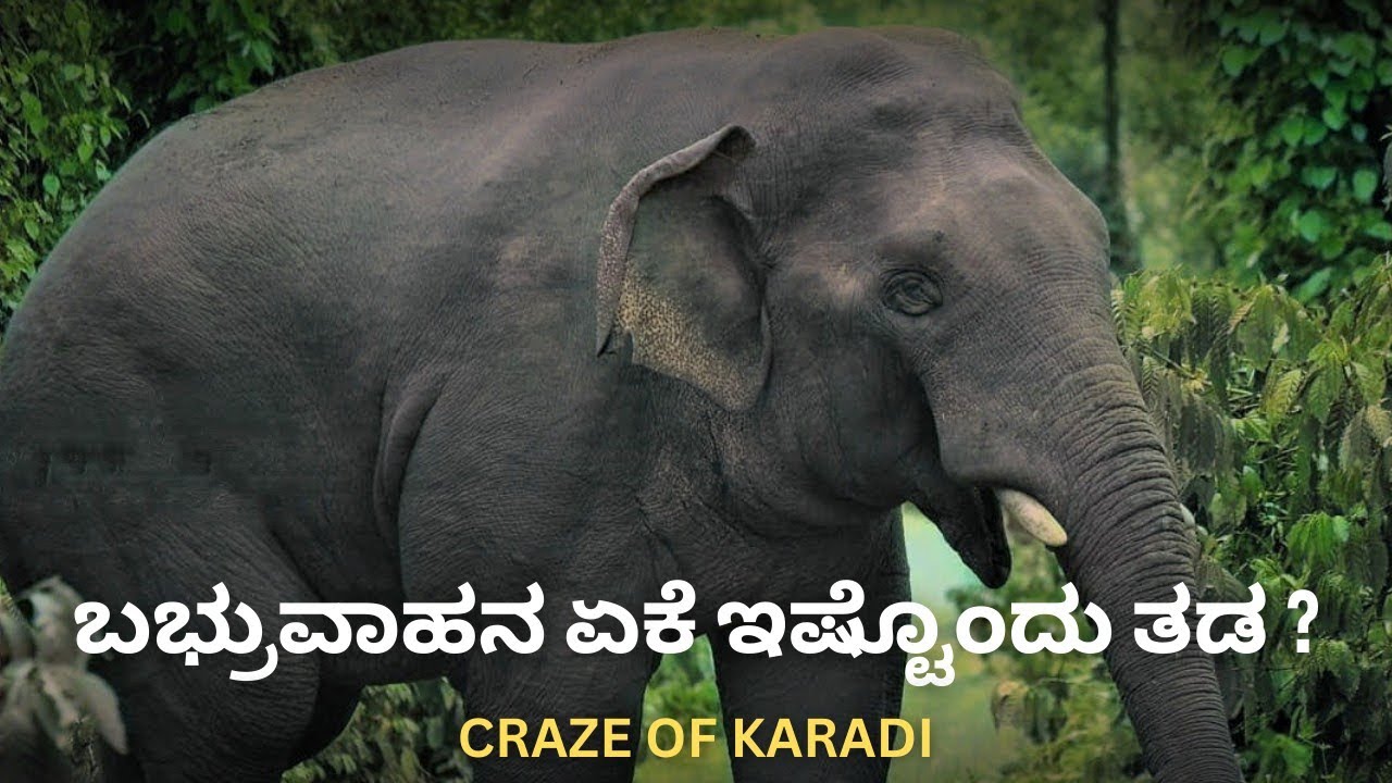 ಕರಡಿ ಅಲಿಯಾಸ್ ಬಭ್ರುವಾಹನ ಕ್ಯಾಂಪ್ ಗೆ ಬರೋದು ಇಷ್ಟೊಂದು ತಡ ಏಕೆ | Karadi ...