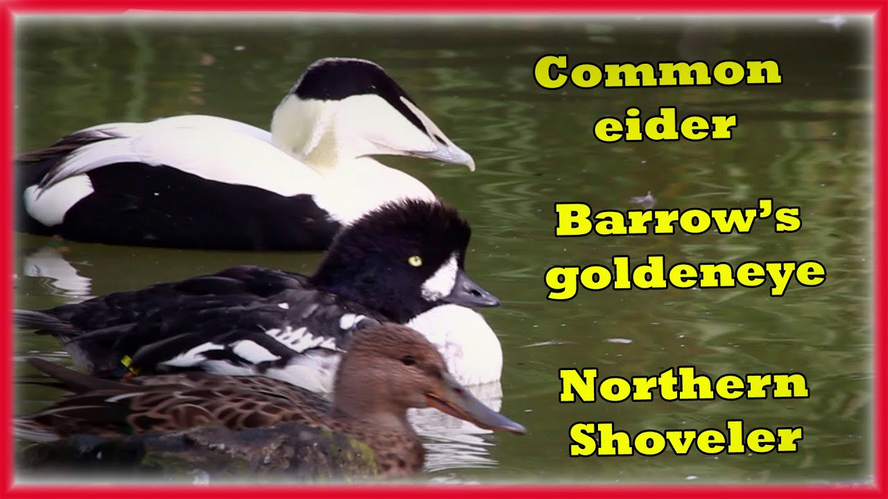Beautiful AVIARY showcase, Waterfowl AVIARIES! - YouTube