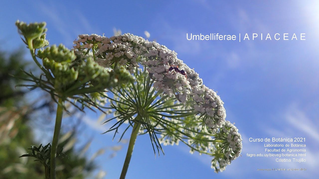 Introducción a la clase práctica de APIACEAE - Umbelliferae - YouTube