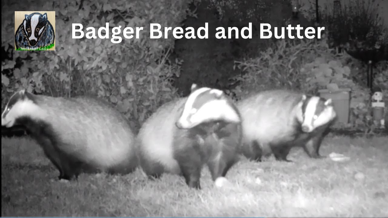 Badger Bread and Butter - YouTube