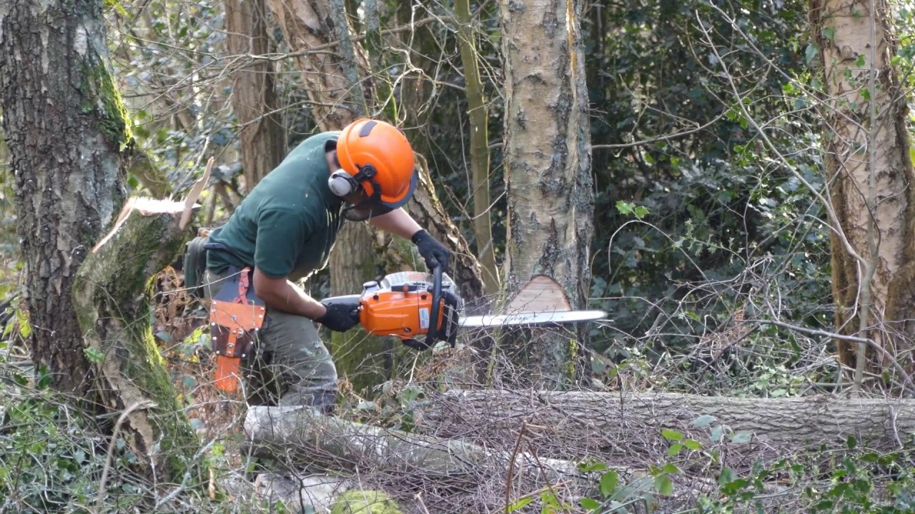 Tree felling to create open area on Chorleywood Common - YouTube