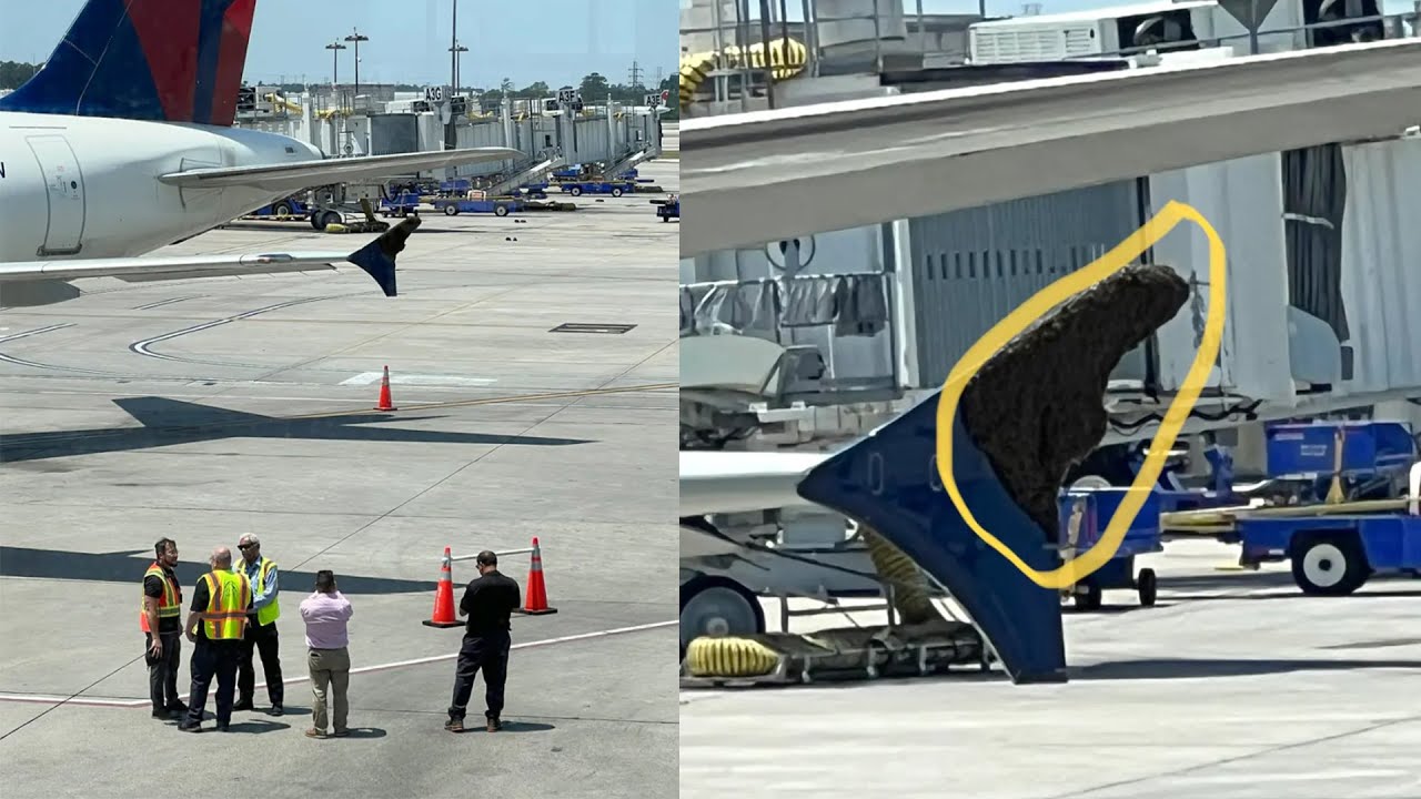 Bees on a plane delay Delta flight to Atlanta#news - YouTube