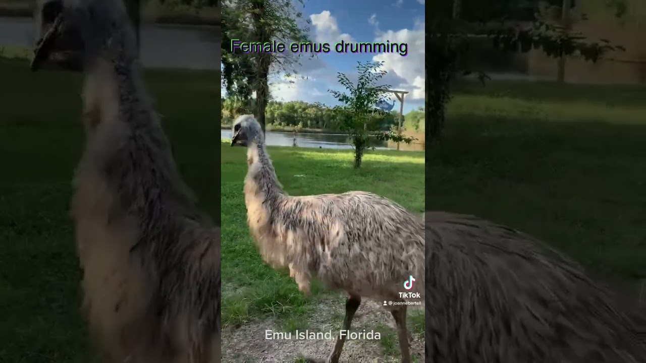 Female emus drumming sound - YouTube