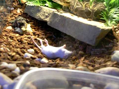 urutu / bothrops alternatus striking a mouse - YouTube