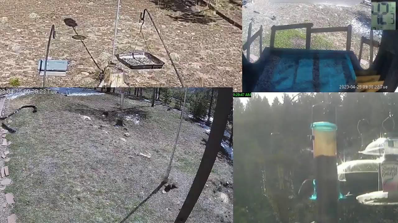 Live Nature Cams - YouTube