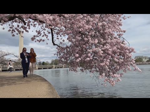 Вашингтонда сакура мен шие ағаштары гүлдеді - YouTube