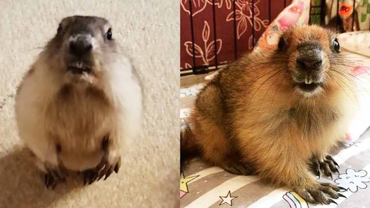 Watch These Playful Groundhogs Dig, Snuggle, and Explore - YouTube