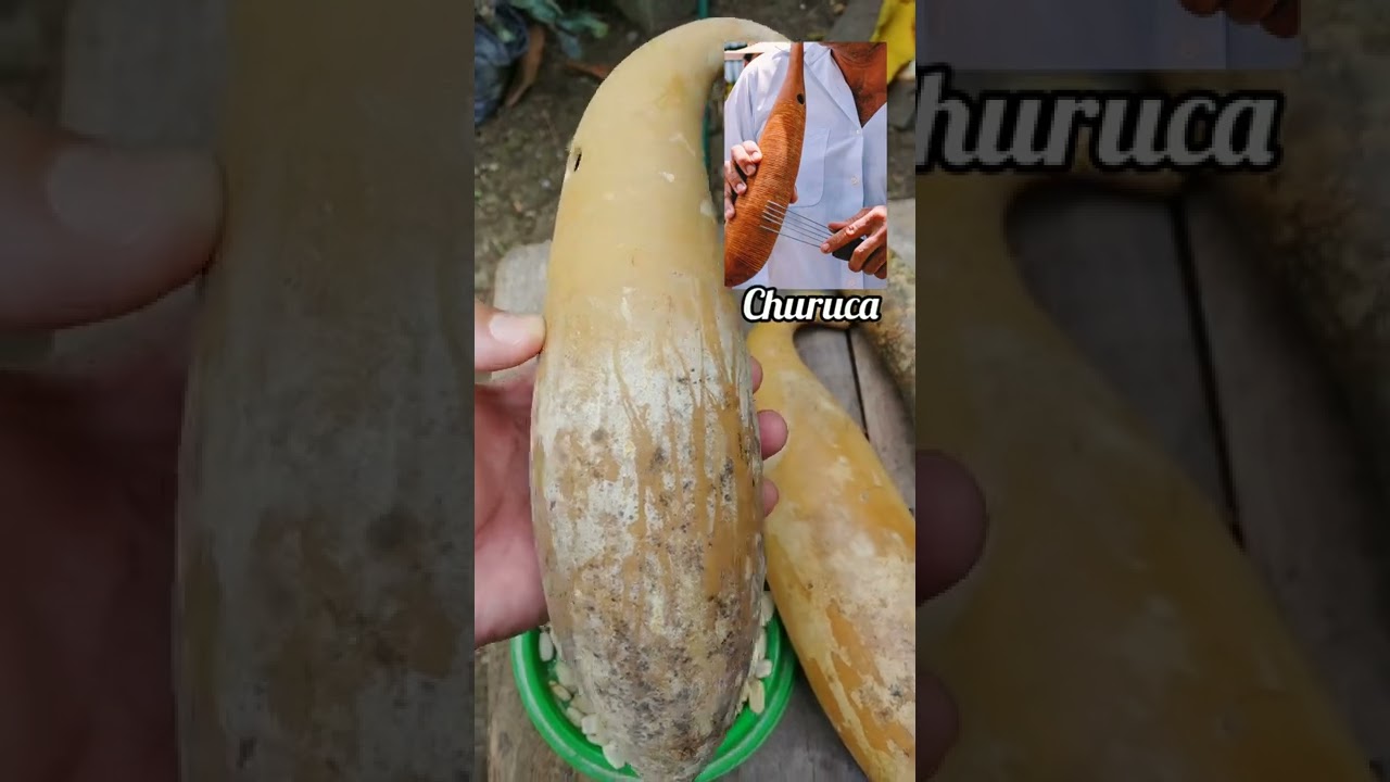 calabaza churuca - YouTube