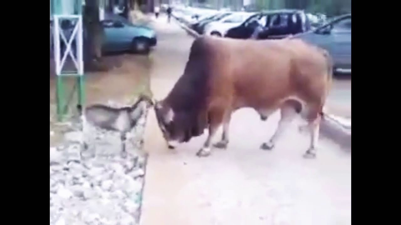 Confidence of a little goat - YouTube