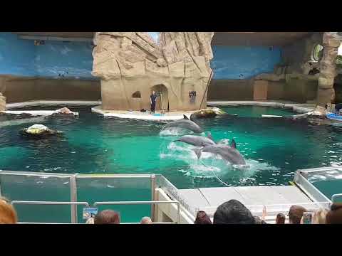 Delfine Show Zoo Duisburg 20.8.17