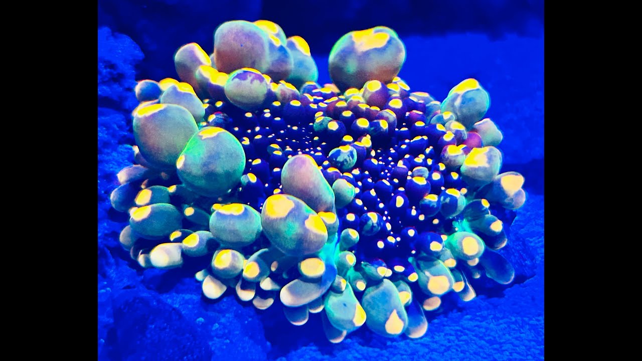 Saltwater Mixed Reef Nano Tank - YouTube