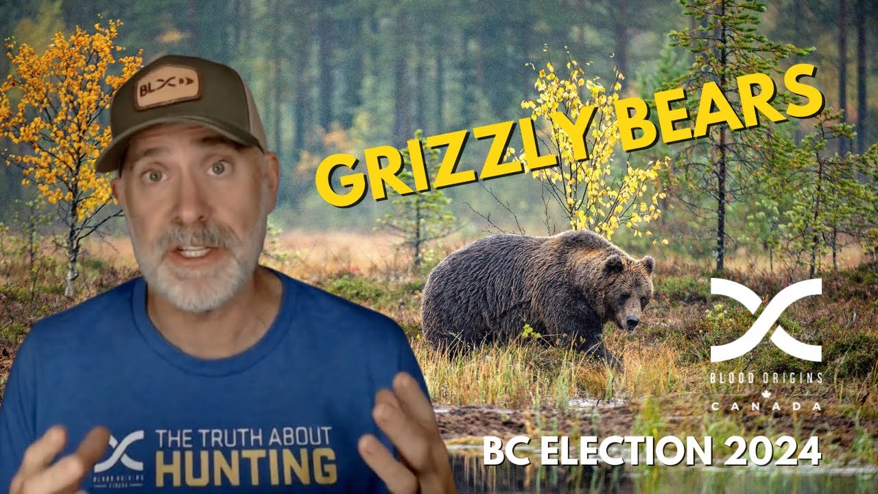 Grizzly Bears - BC Election 2024 - YouTube