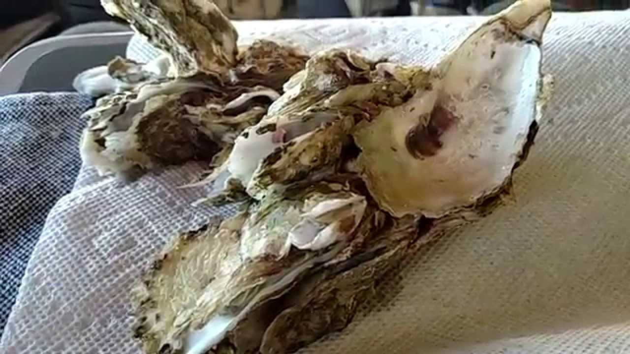 Local Roasted Oyster Clusters - Charleston, SC - YouTube