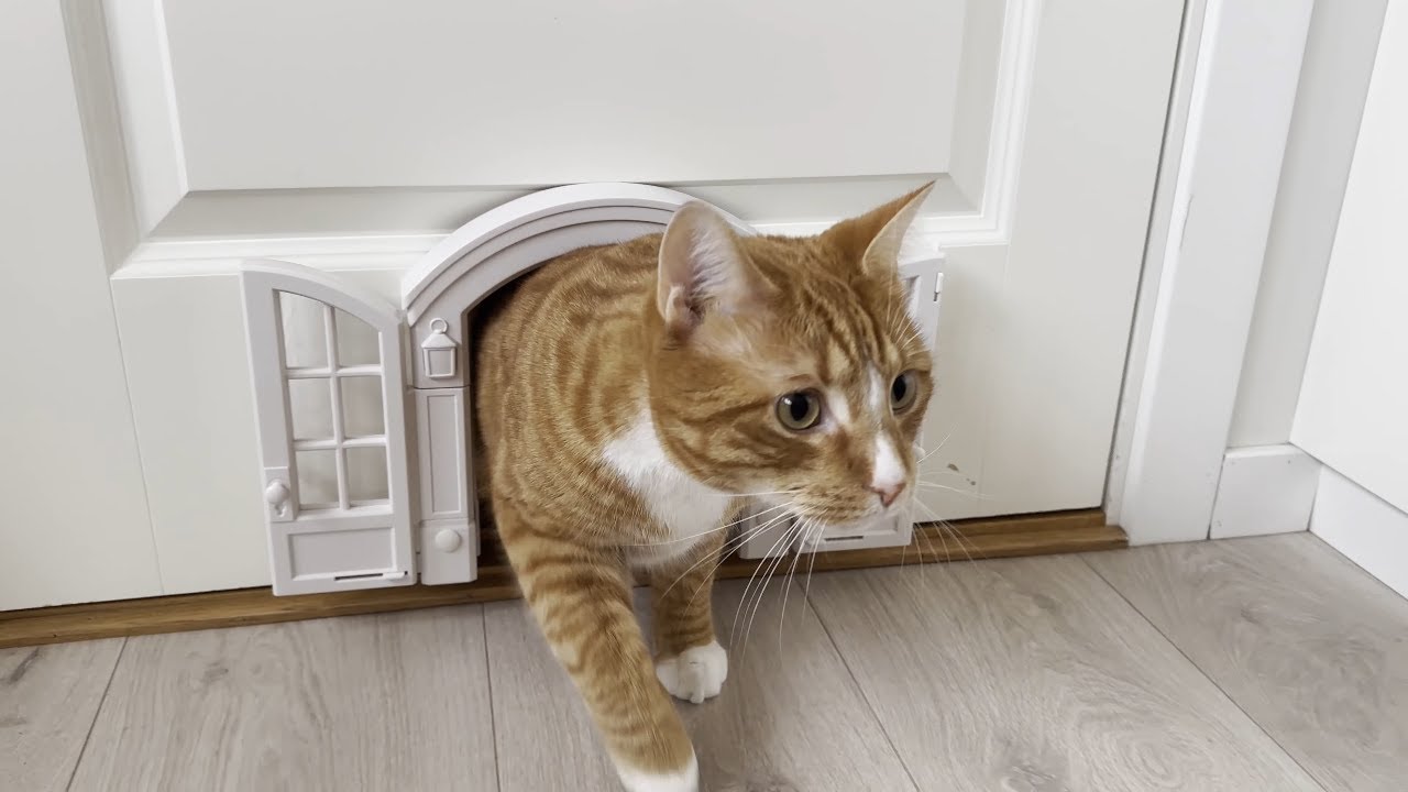 Cat Proof French Doors