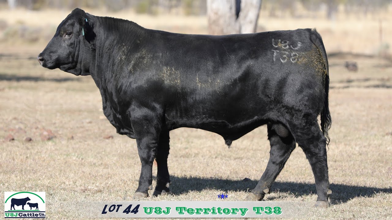 Lot 44 U8J Territory T38 - YouTube