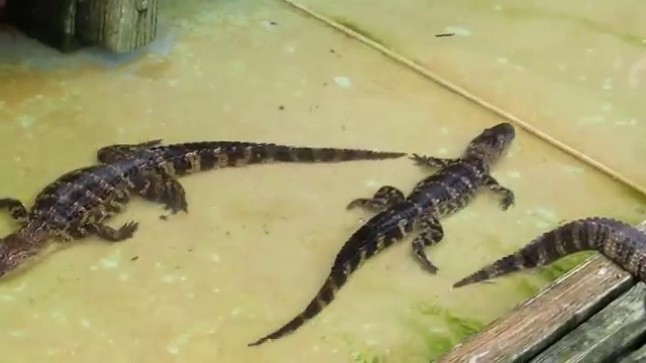 Alligators swimming at Gatorland, Orlando, Florida - YouTube
