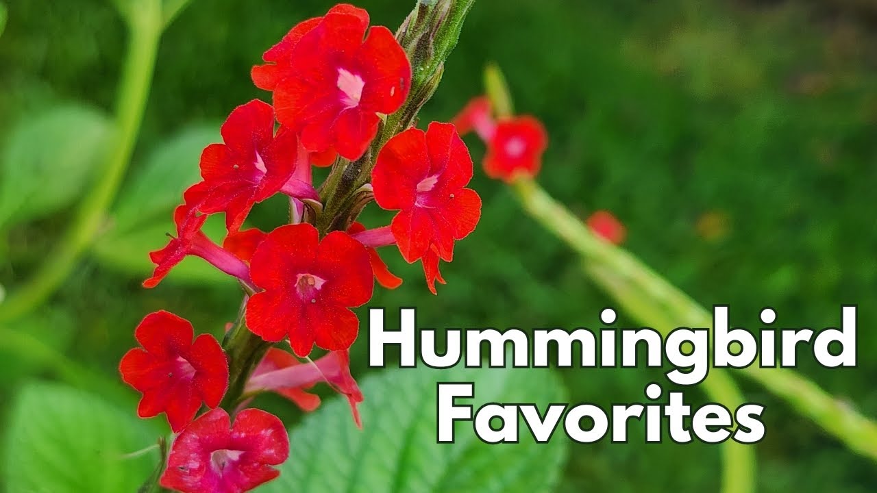 Hummingbird favorite flowers in June 🌺🌻🌼 | backyard pollinator garden ...